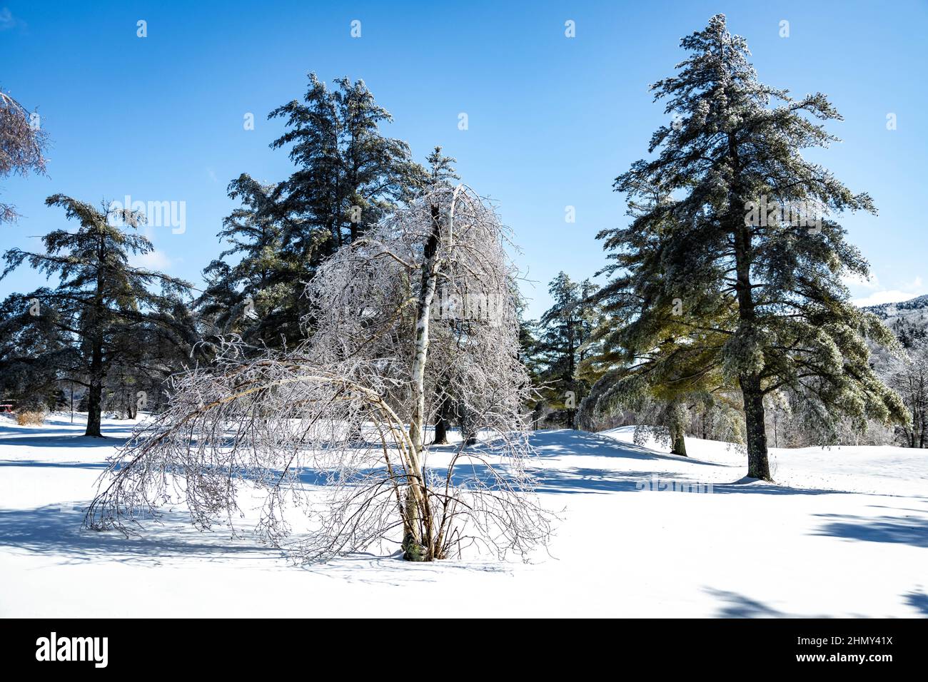 Beautiful silver ice glazed tree after snowstorm rain winter day Stock ...