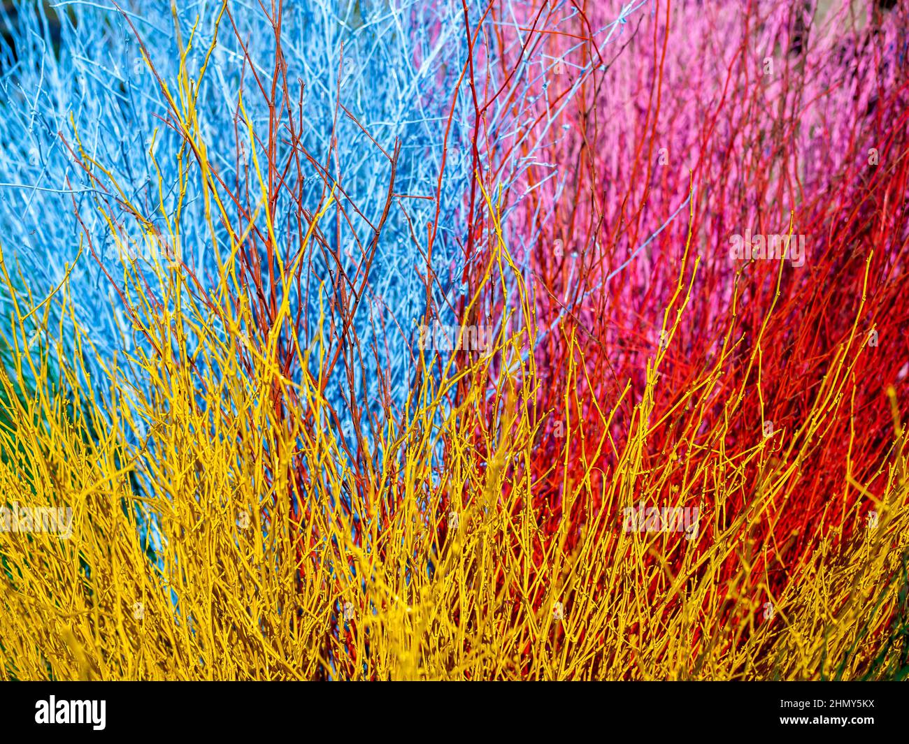 Piles of colorful vintage dried branches background. Yellow, red and ...