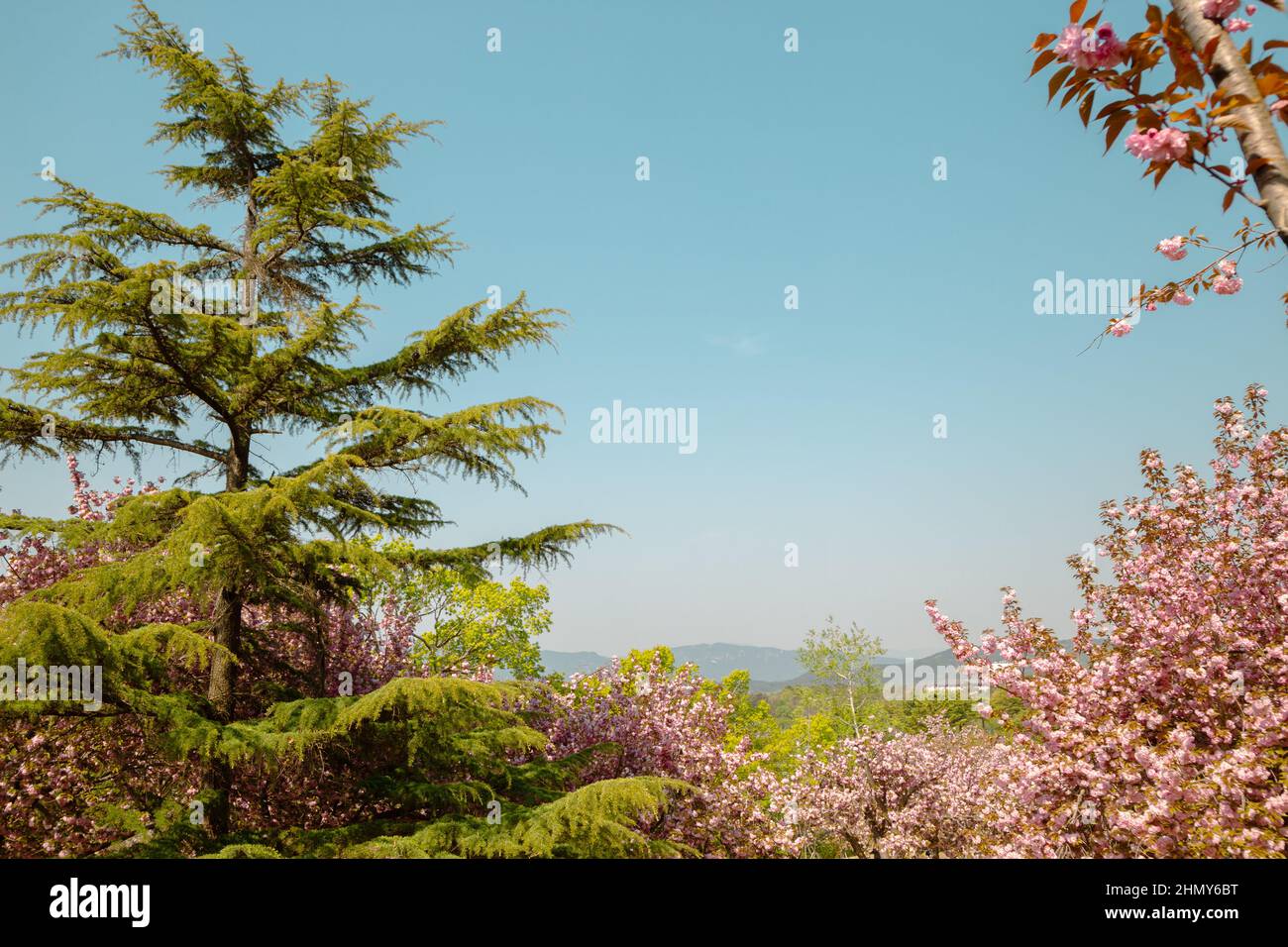 Bulguksa Temple spring cherry blossoms garden in Gyeongju, Korea Stock ...