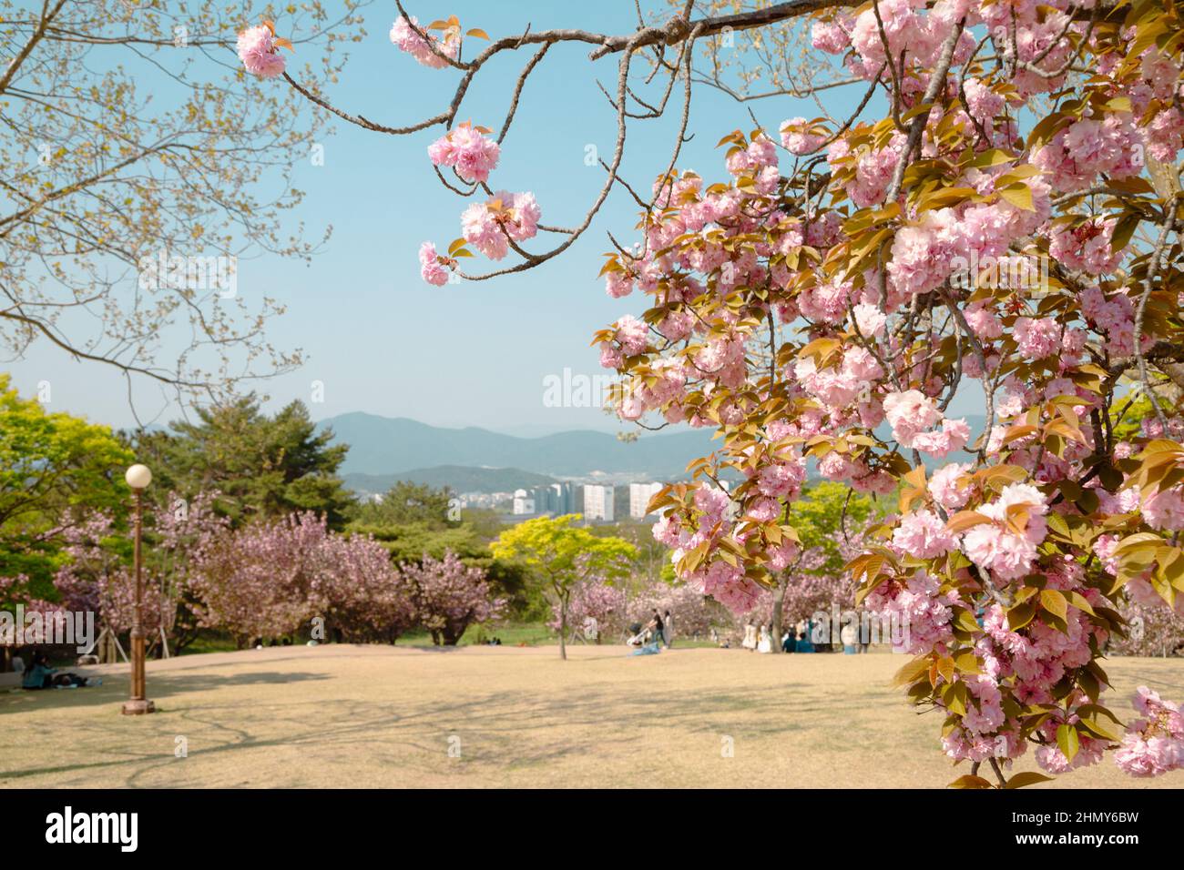 Bulguksa Temple spring cherry blossoms garden in Gyeongju, Korea Stock ...