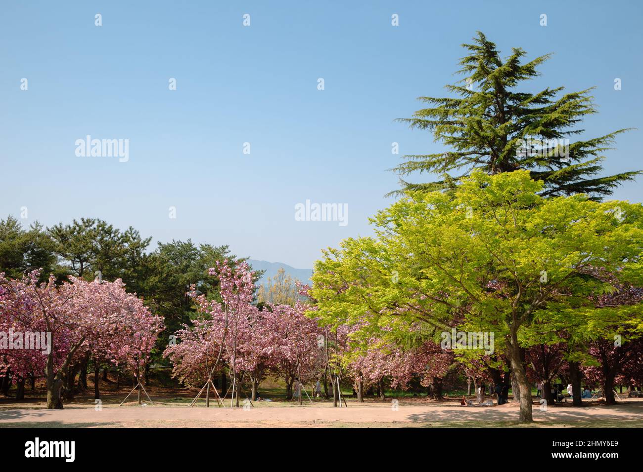 Bulguksa Temple spring cherry blossoms garden in Gyeongju, Korea Stock ...