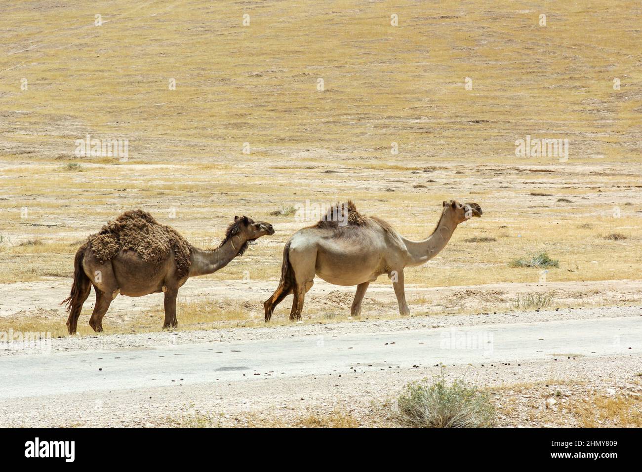 Two dromedary camels walk along a road in the dry Judean Desert in the ...