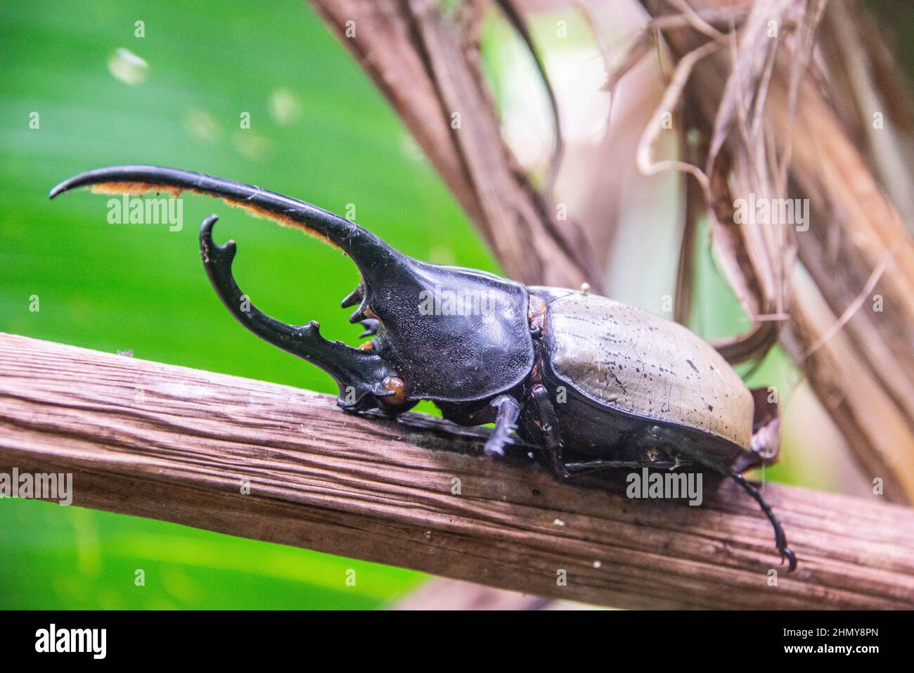 Hercules beetle (Dynastes hercules), Monteverde Cloud Forest Reserve ...
