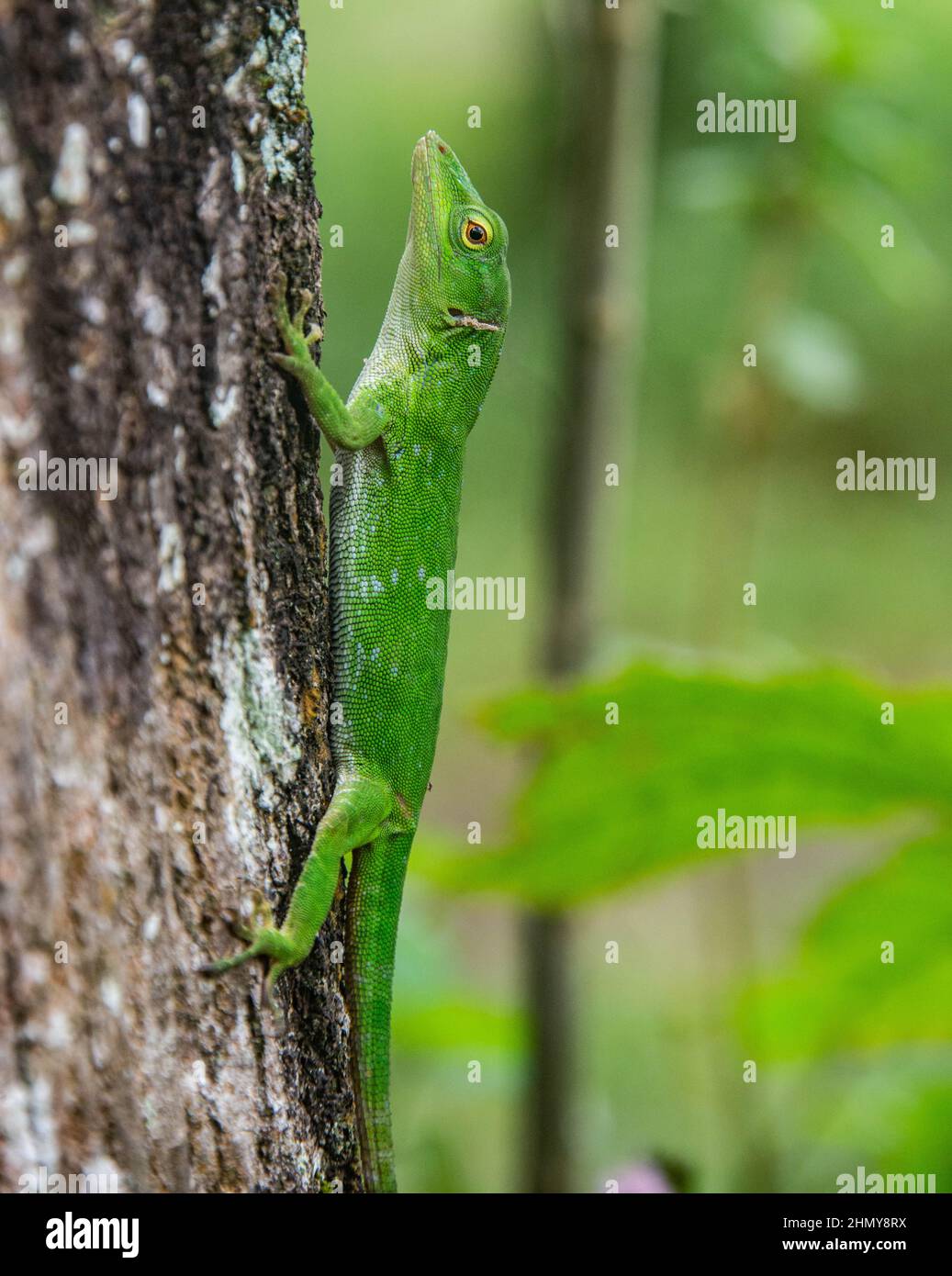 Common basilisk (Basiliscus basiliscus) lizard, Monteverde Cloud Forest ...