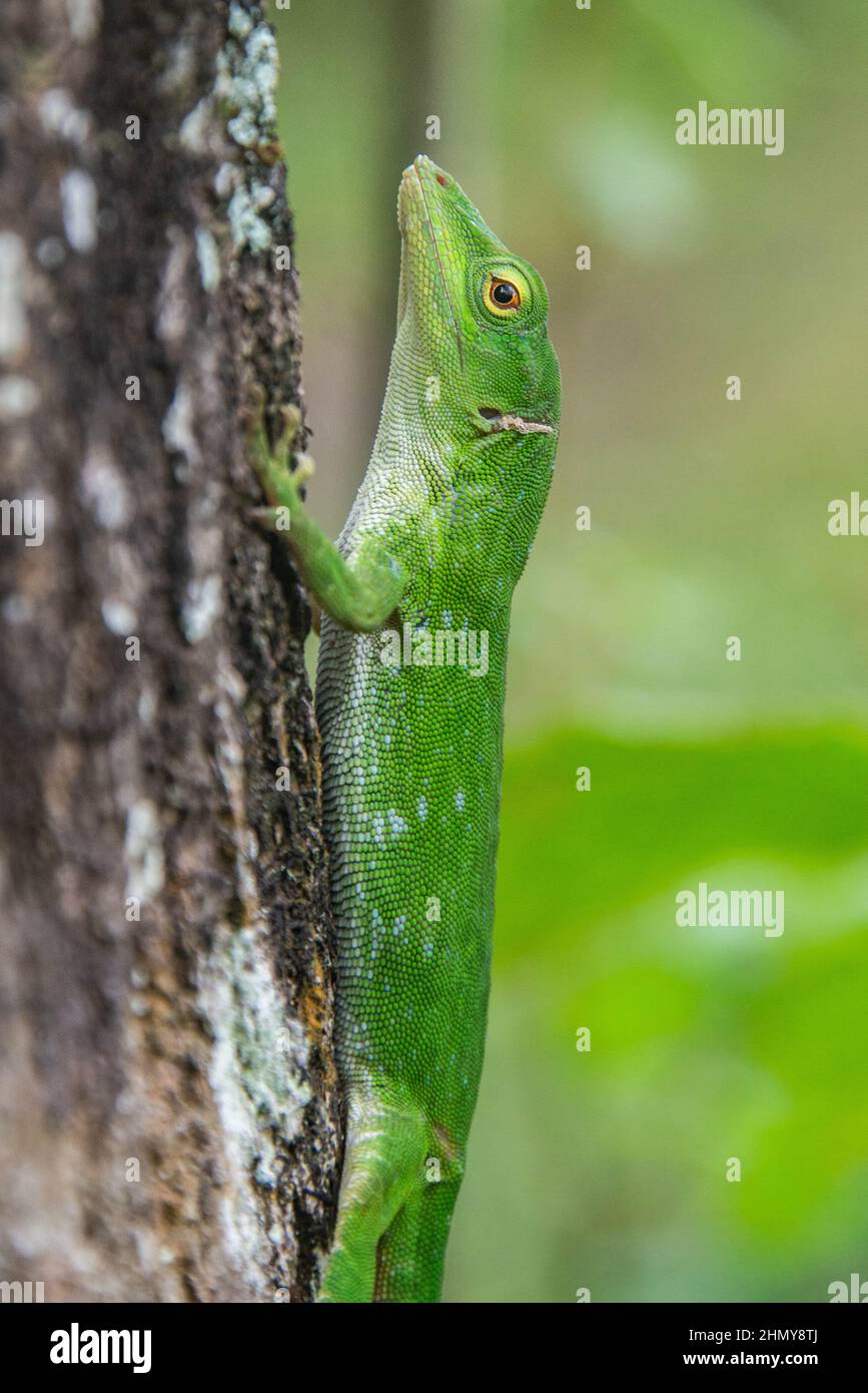 Common basilisk (Basiliscus basiliscus) lizard, Monteverde Cloud Forest ...