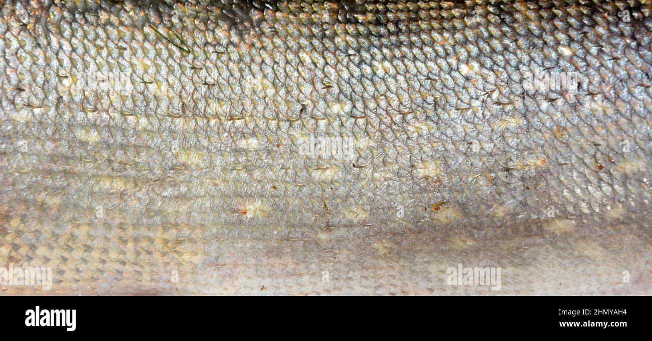 Pike scales hi-res stock photography and images - Alamy