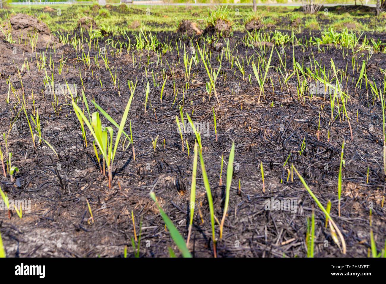 during the fire, all vegetation and small animals burned down, the top ...