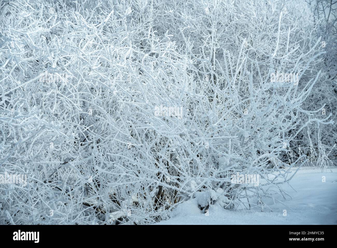 Frozen tree branches covered with white snow. Beautiful winter wonders of nature. Winter ...