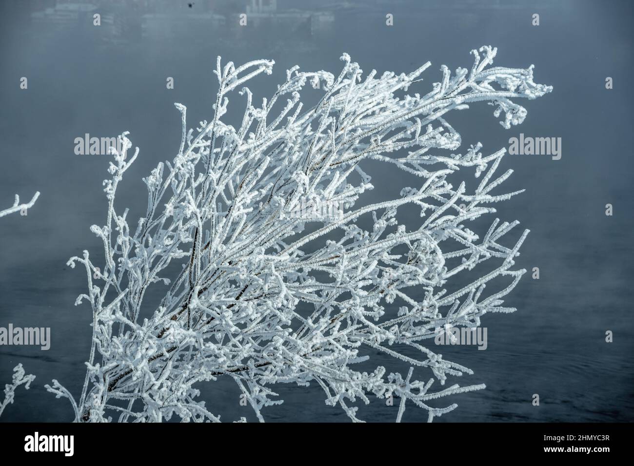 Frozen tree branches covered with white snow. Beautiful winter wonders of nature. Winter ...
