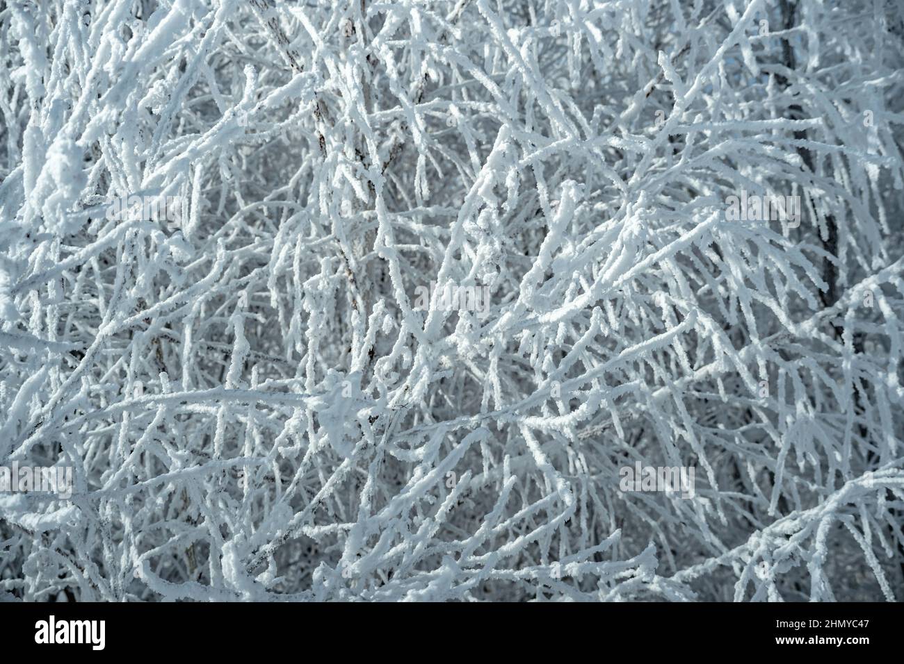 Frozen tree branches covered with white snow. Beautiful winter wonders of nature. Winter ...
