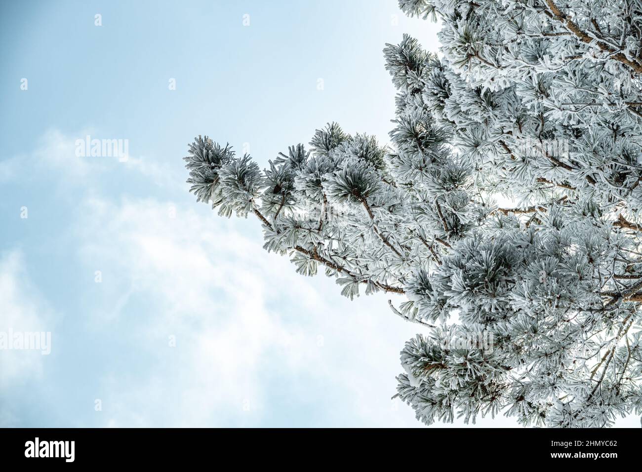 Frozen tree branches covered with white snow. Beautiful winter wonders of nature. Winter ...