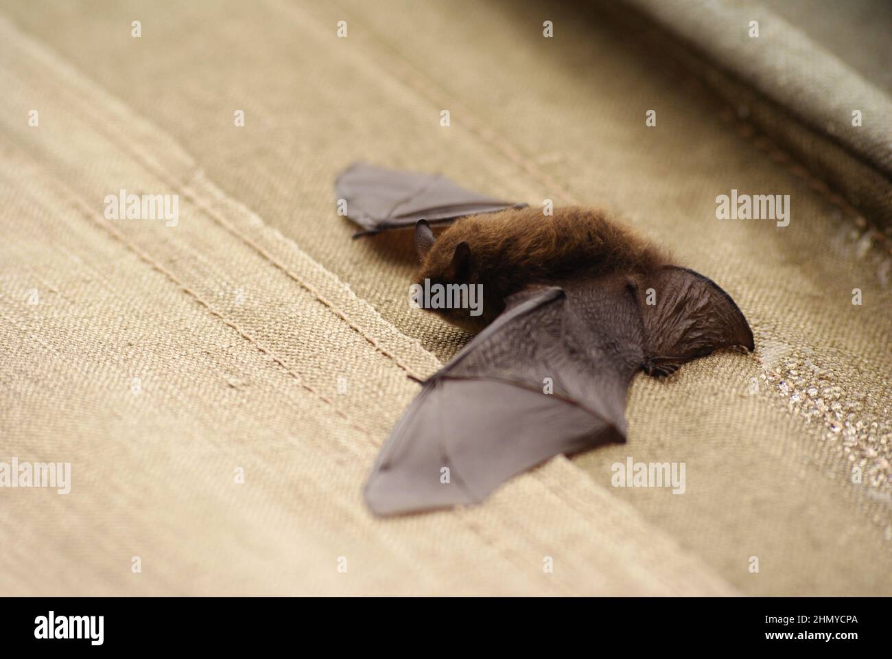 Whiskered bat, Myotis mystacinus. Bieszczady Mountains, Carpathians ...