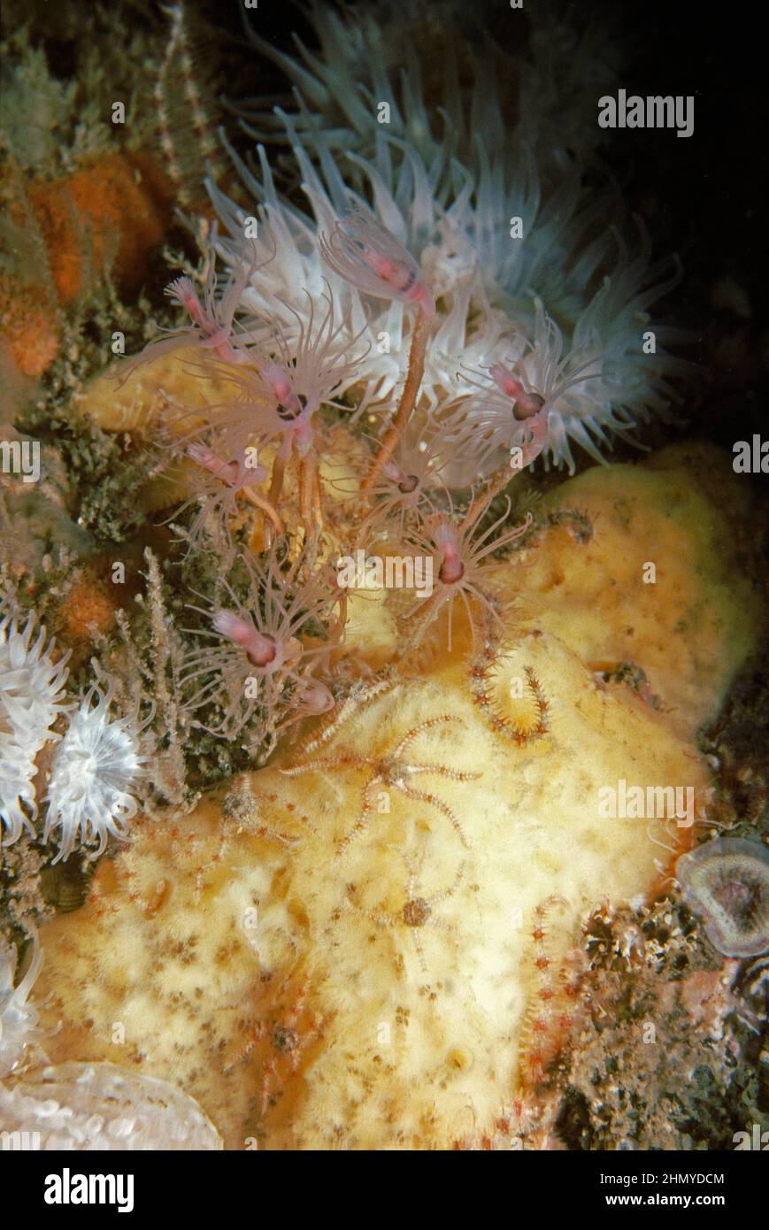 Oaten pipes hydroid (Tubularia indivisa) in inshore waters, UK Stock ...
