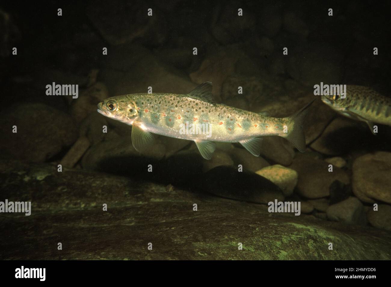 Atlantic salmon parr fish hi-res stock photography and images - Alamy