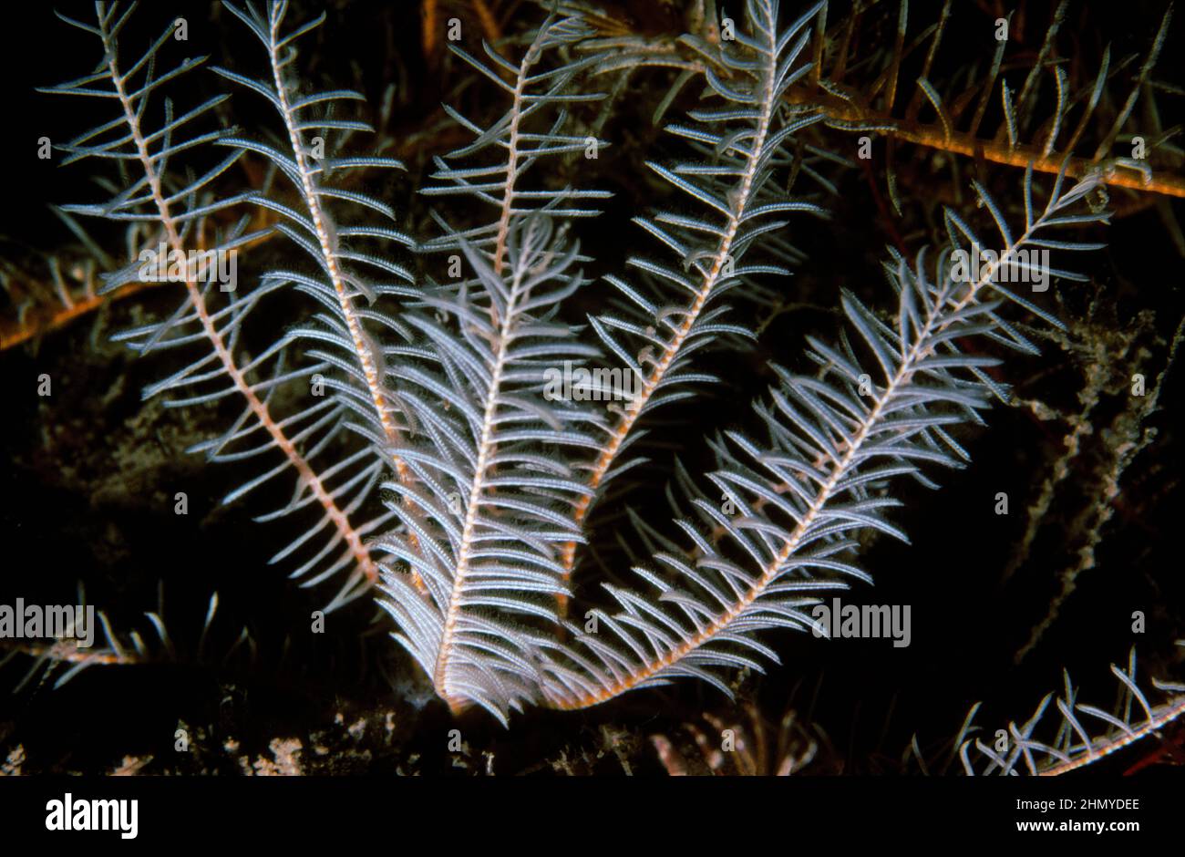 Rosy feather star (Antedon bifida) on an underwater reef, UK Stock ...