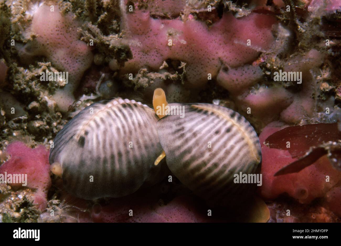 European cowrie (Trivia monacha) pair underwater, UK Stock Photo - Alamy