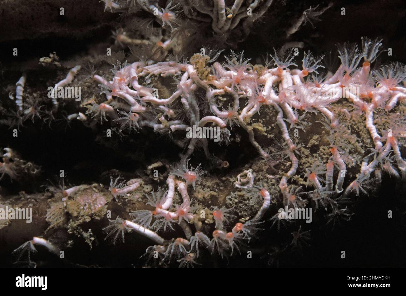 Lacy tubeworm (Filograna implexa) closeup on a kelp holdfast, UK Stock ...
