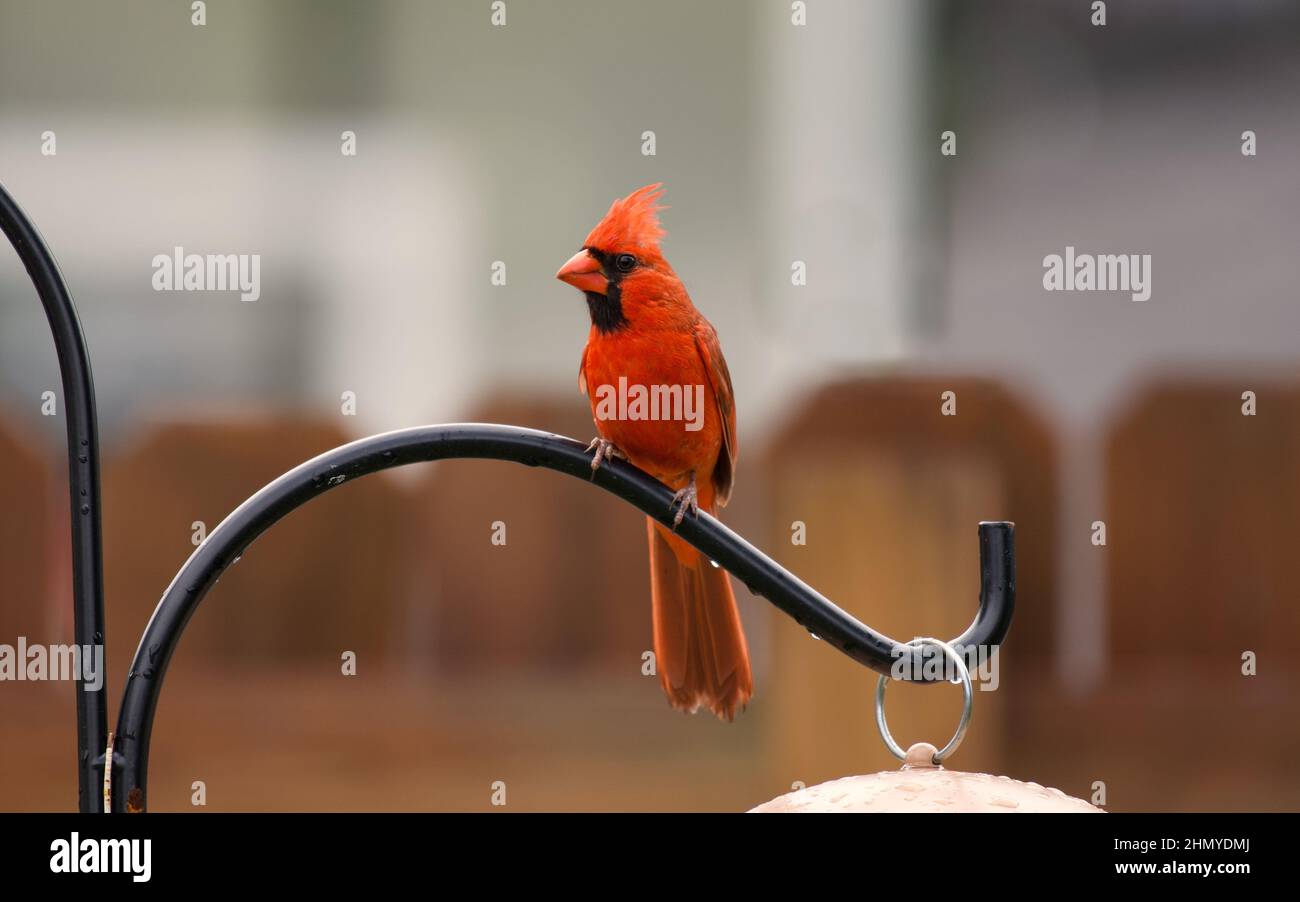 Closeup of a Northern cardinal bird perched on a feeder covered in ...