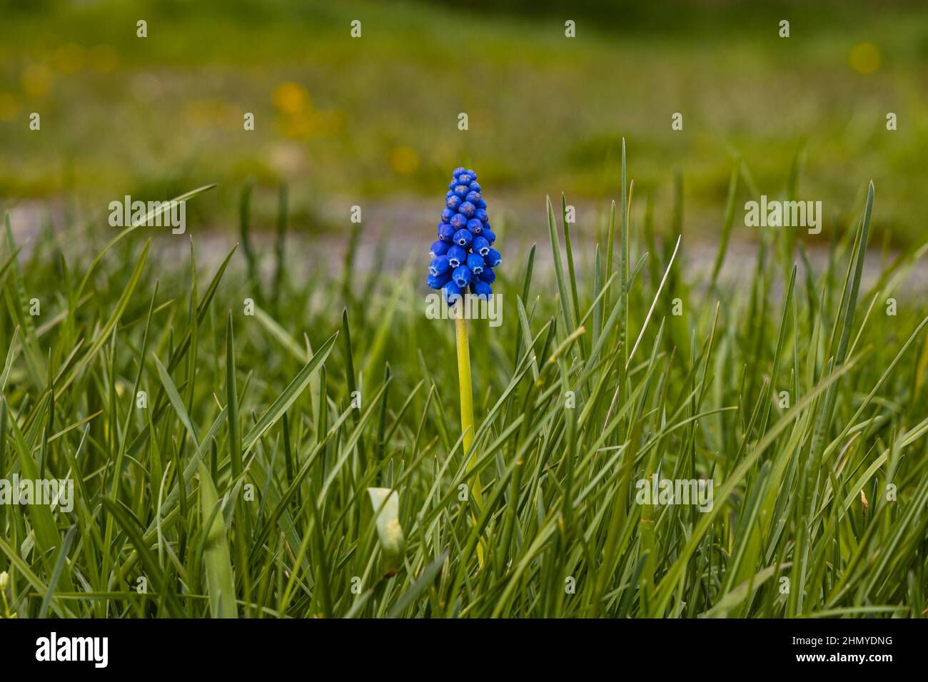 Tiny blue flower on high thin green stalk at square full of green ...