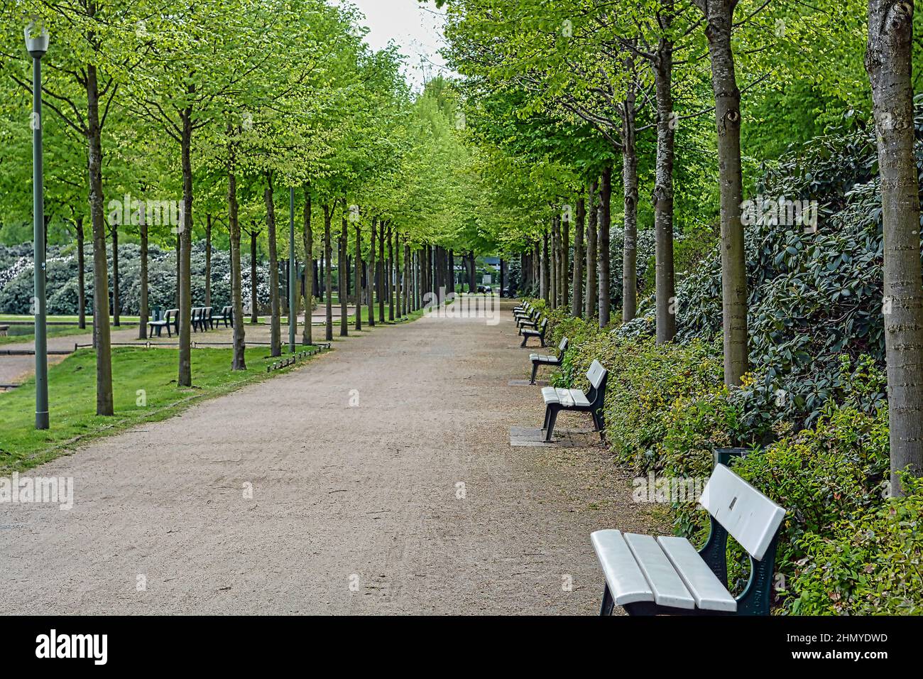 Park with tall thin trees and metal benches under a bright sunlight ...