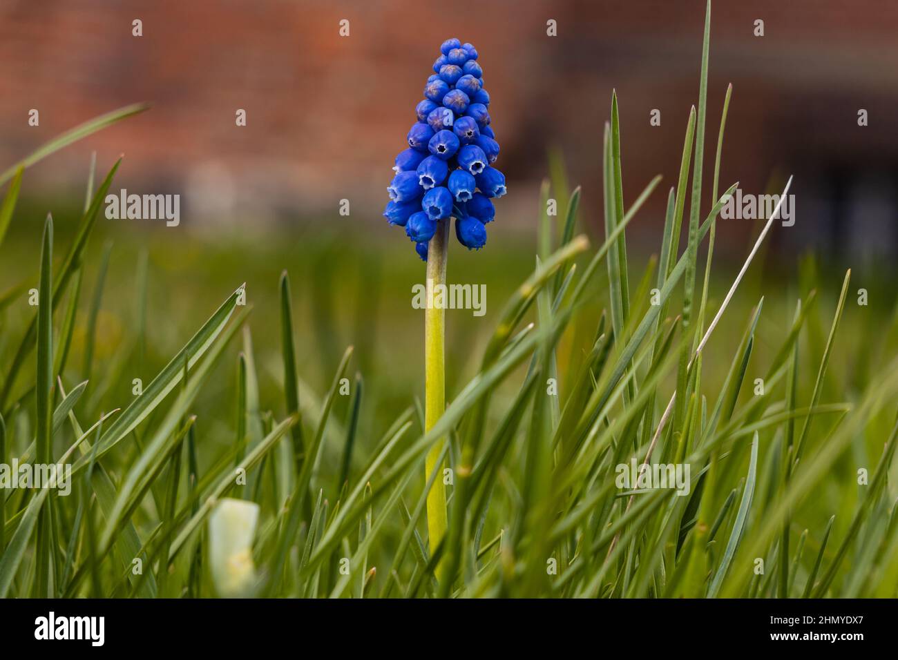 Tiny blue flower on high thin green stalk at square full of green ...
