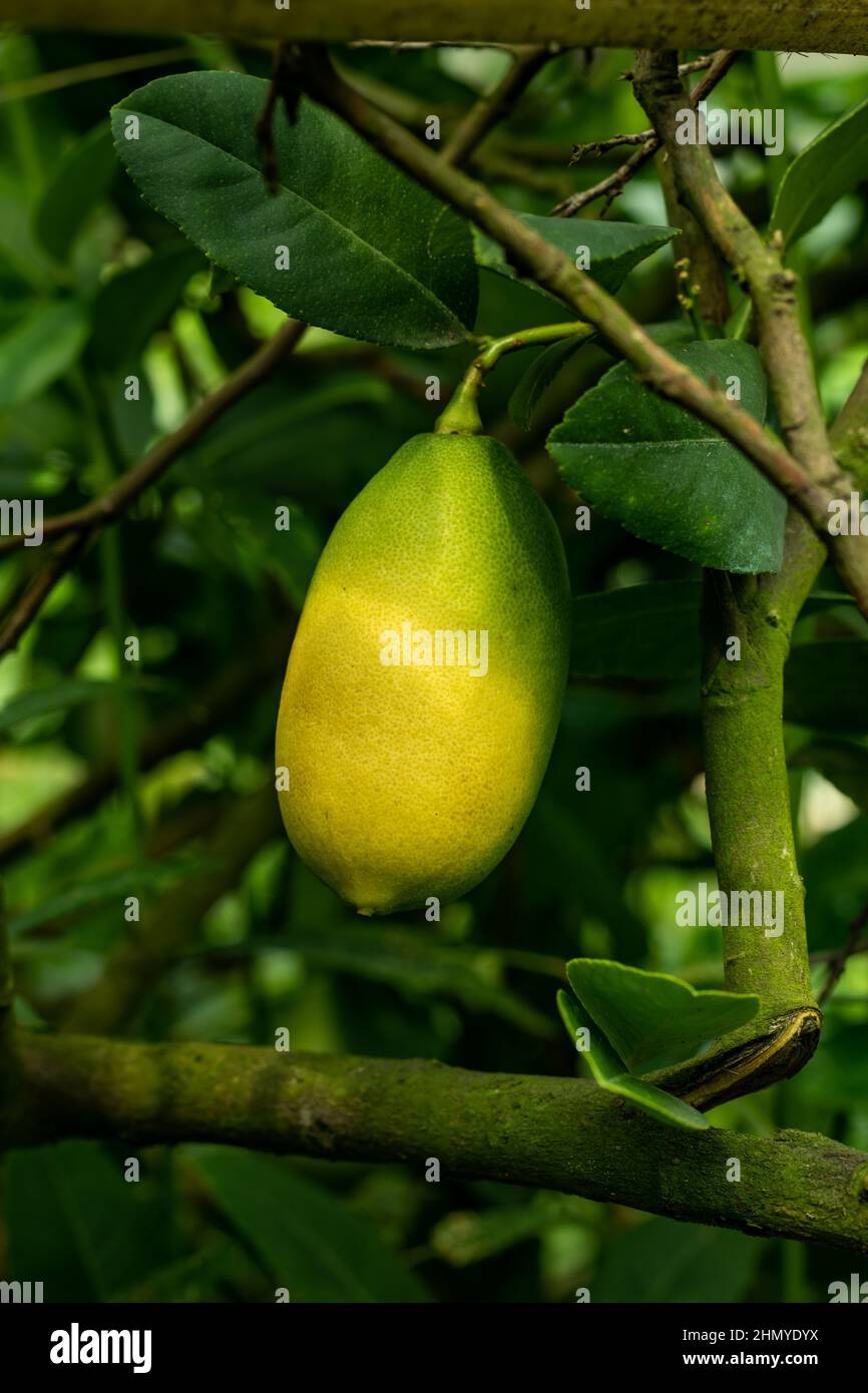 Lemon fruit is a rich source of nutrients, a key to a healthy diet, and ...