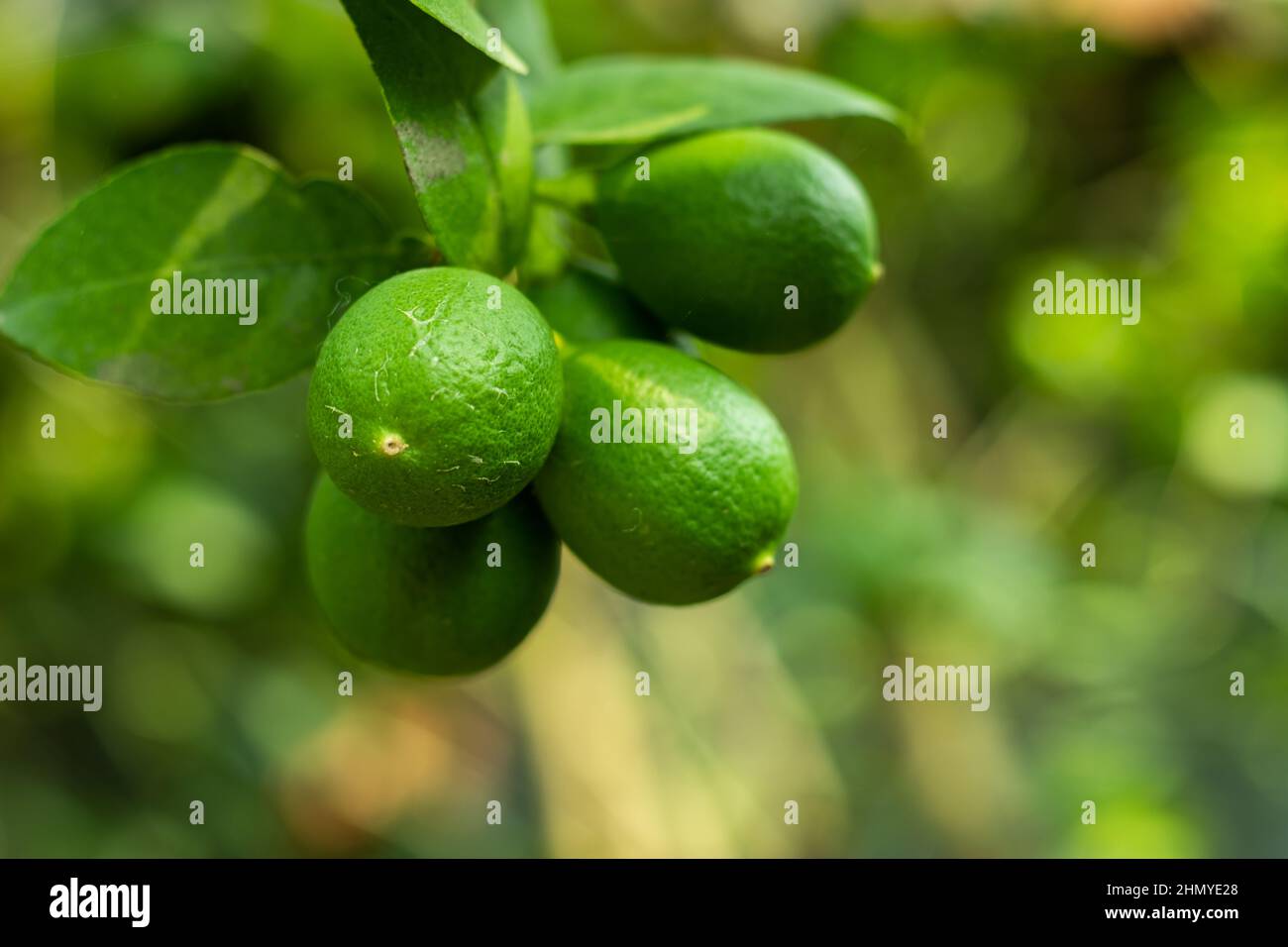Seedless Lemons are grown from a natural hybrid stock that not produce ...