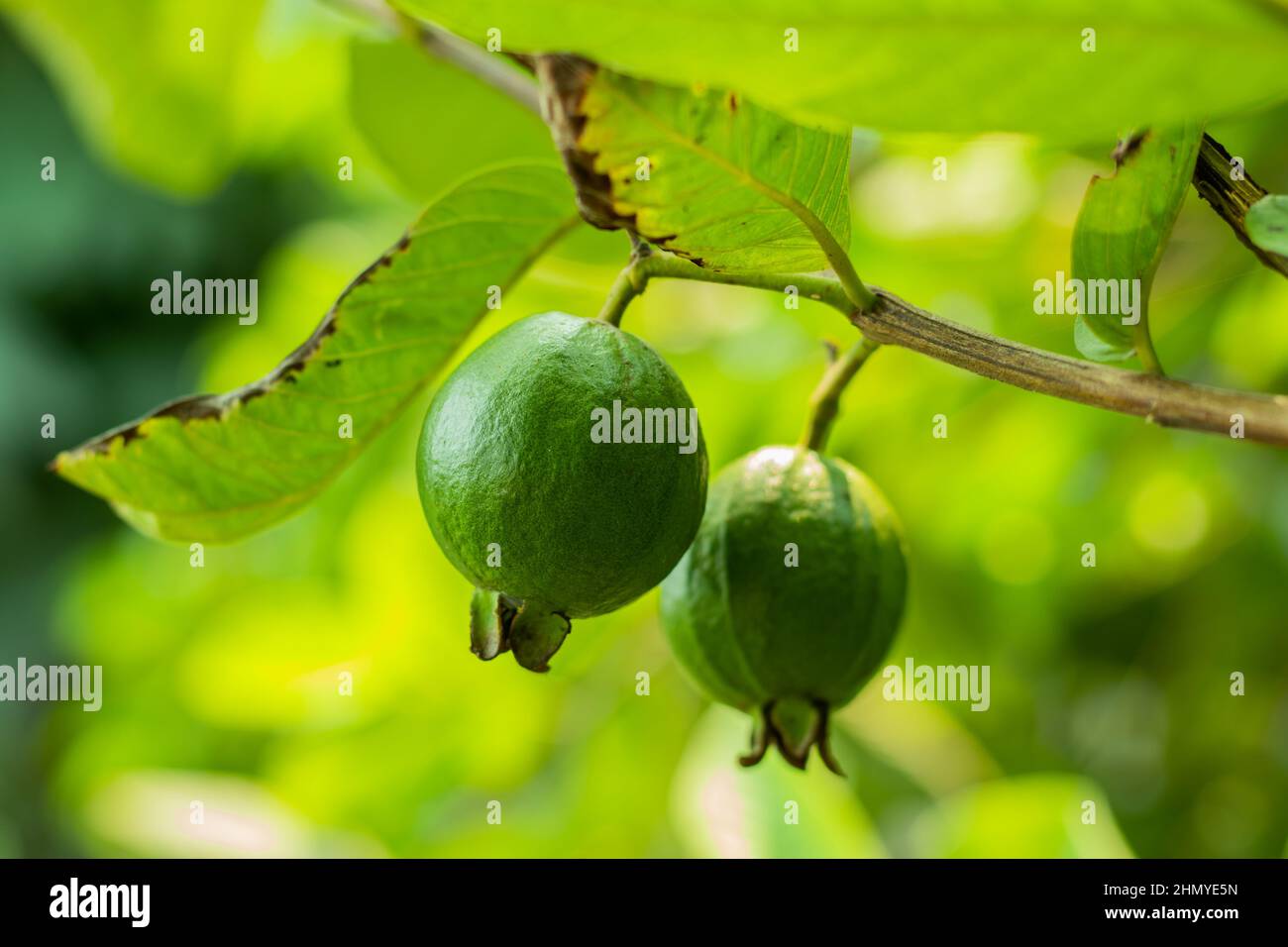 The green Guava is a common tropical fruit cultivated in many tropical ...
