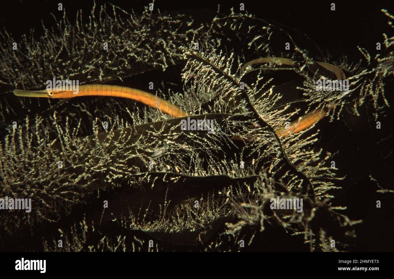Snake pipefish (Entelurus aequoreus) swimming amongst hydroid covered ...