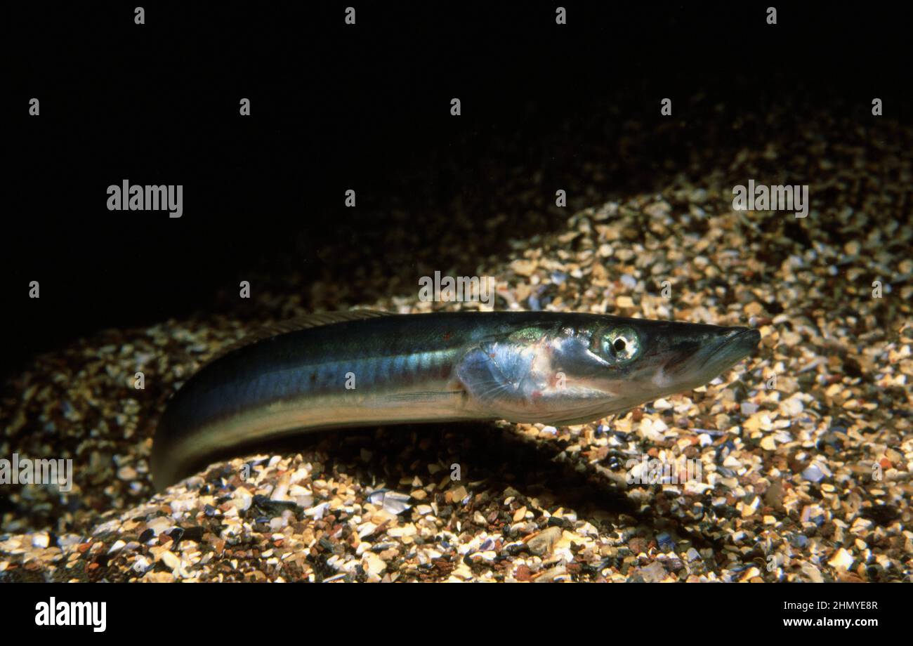 Sand eel (Ammodytes tobianus) on a gravelly seabed, UK Stock Photo - Alamy