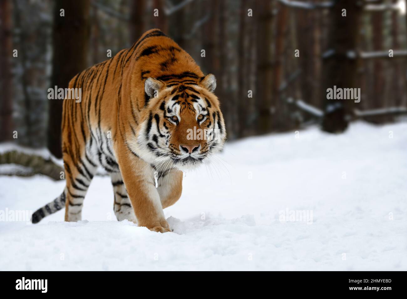 Closeup Adult Tiger in cold time. Tiger snow in wild winter nature ...