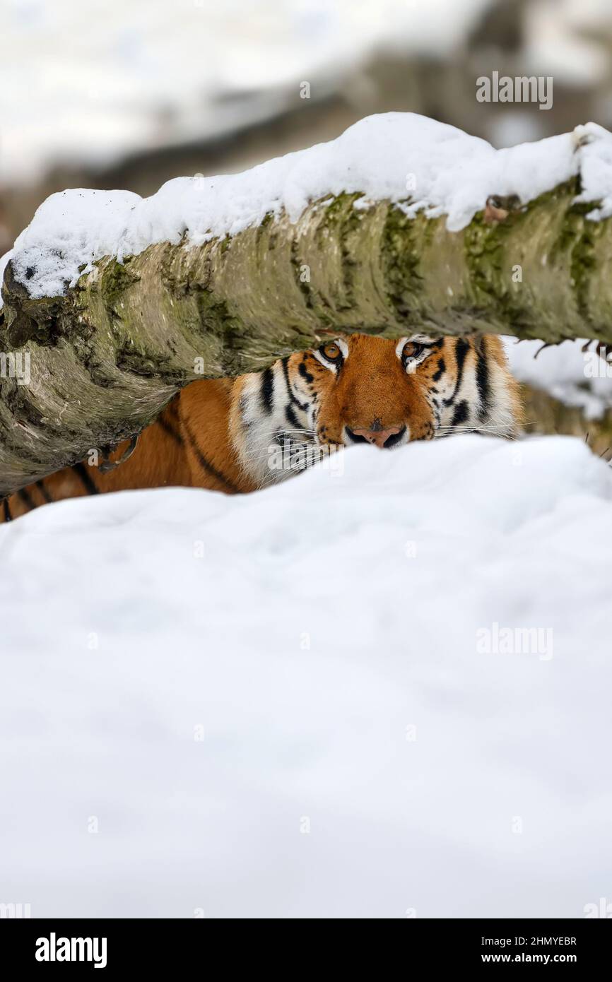 tiger looks out from behind the trees into the camera. Tiger snow in ...