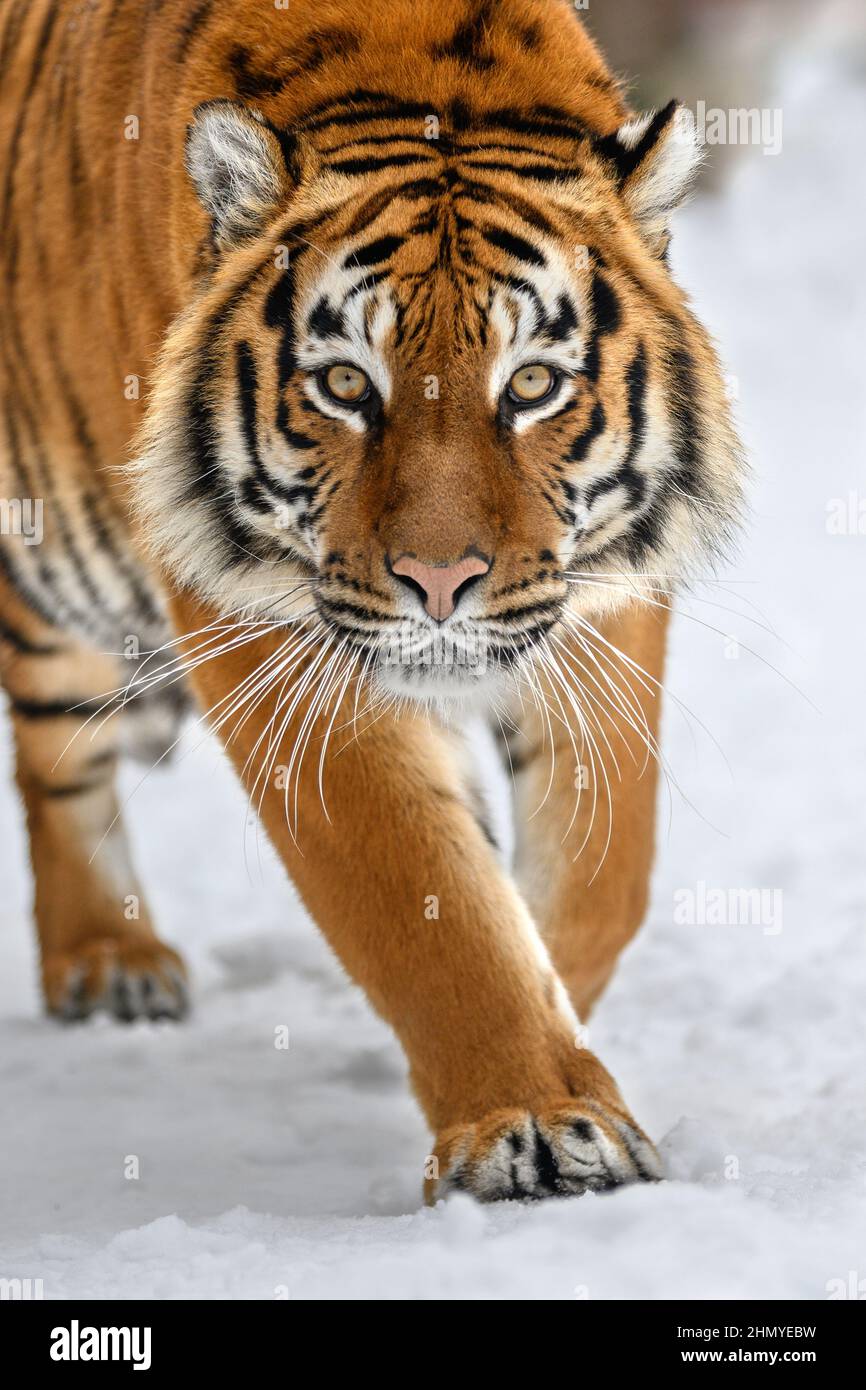 Portrait closeup Adult Tiger in cold time. Tiger snow in wild winter ...