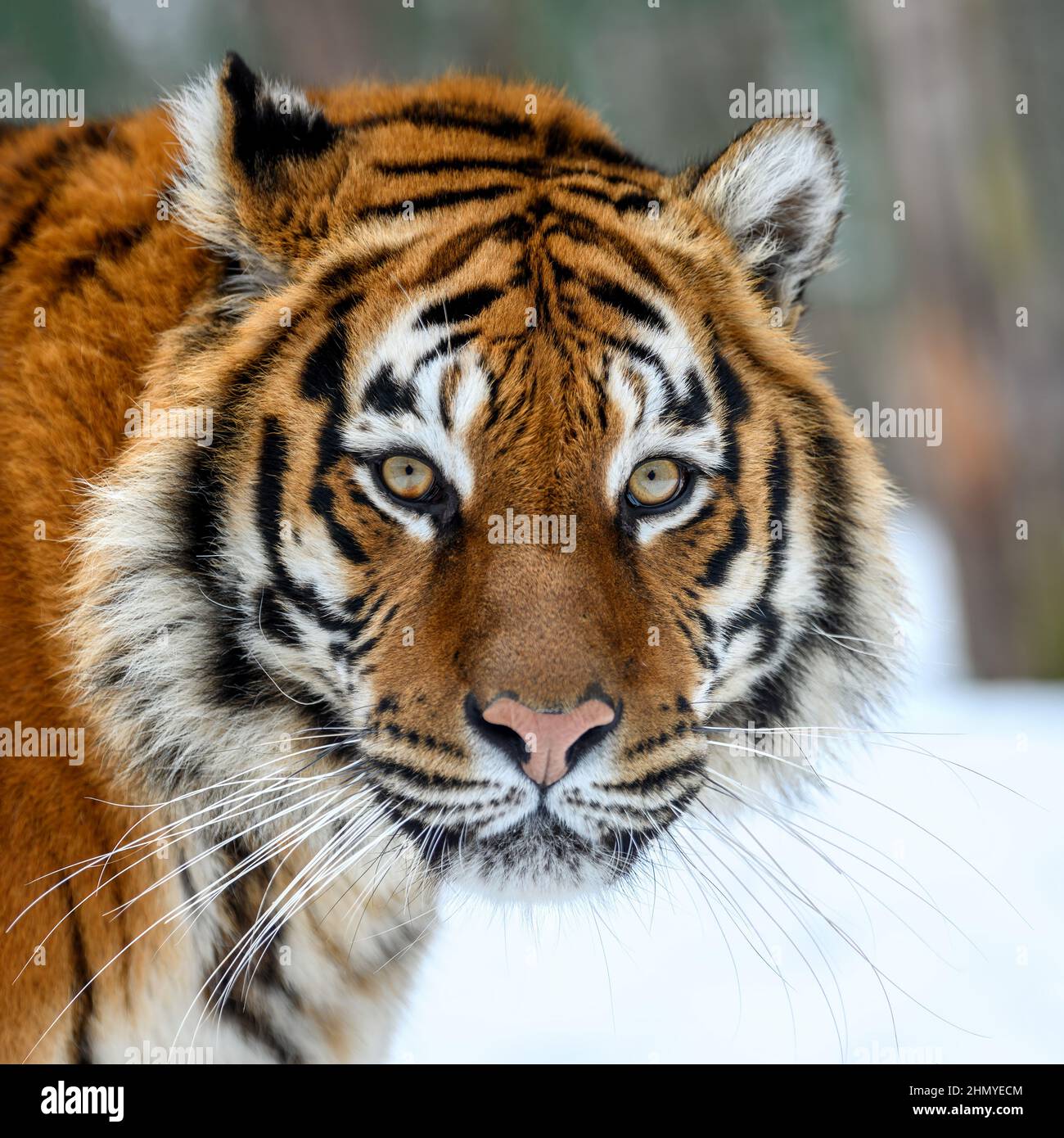Portrait closeup Adult Tiger in cold time. Tiger snow in wild winter ...