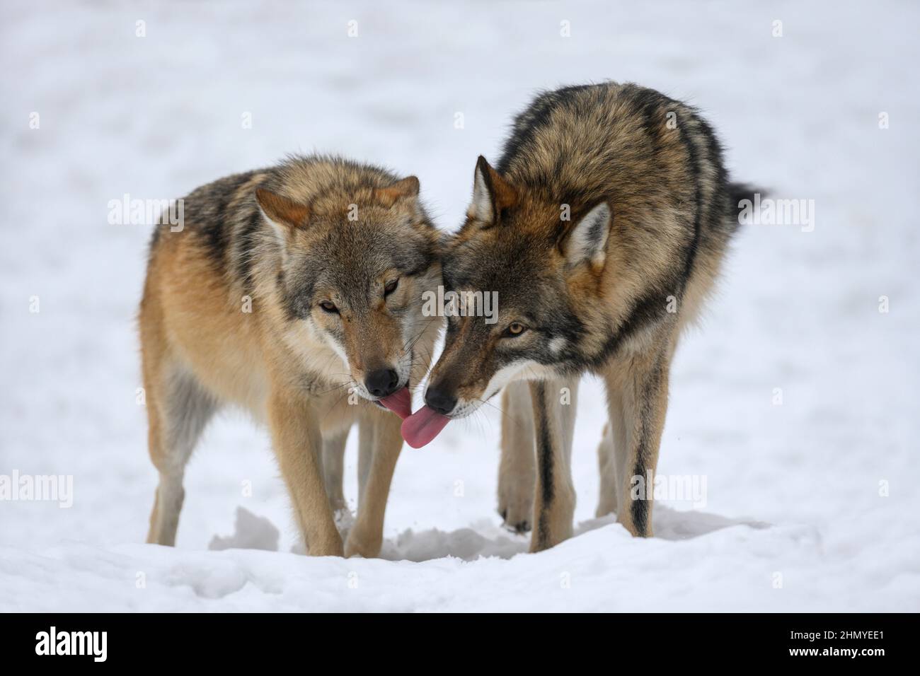 Wolf forest two hi-res stock photography and images - Alamy