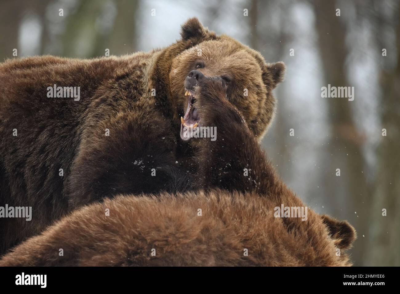 Close-up two angry brown bear fight in winter forest. Danger animal in ...