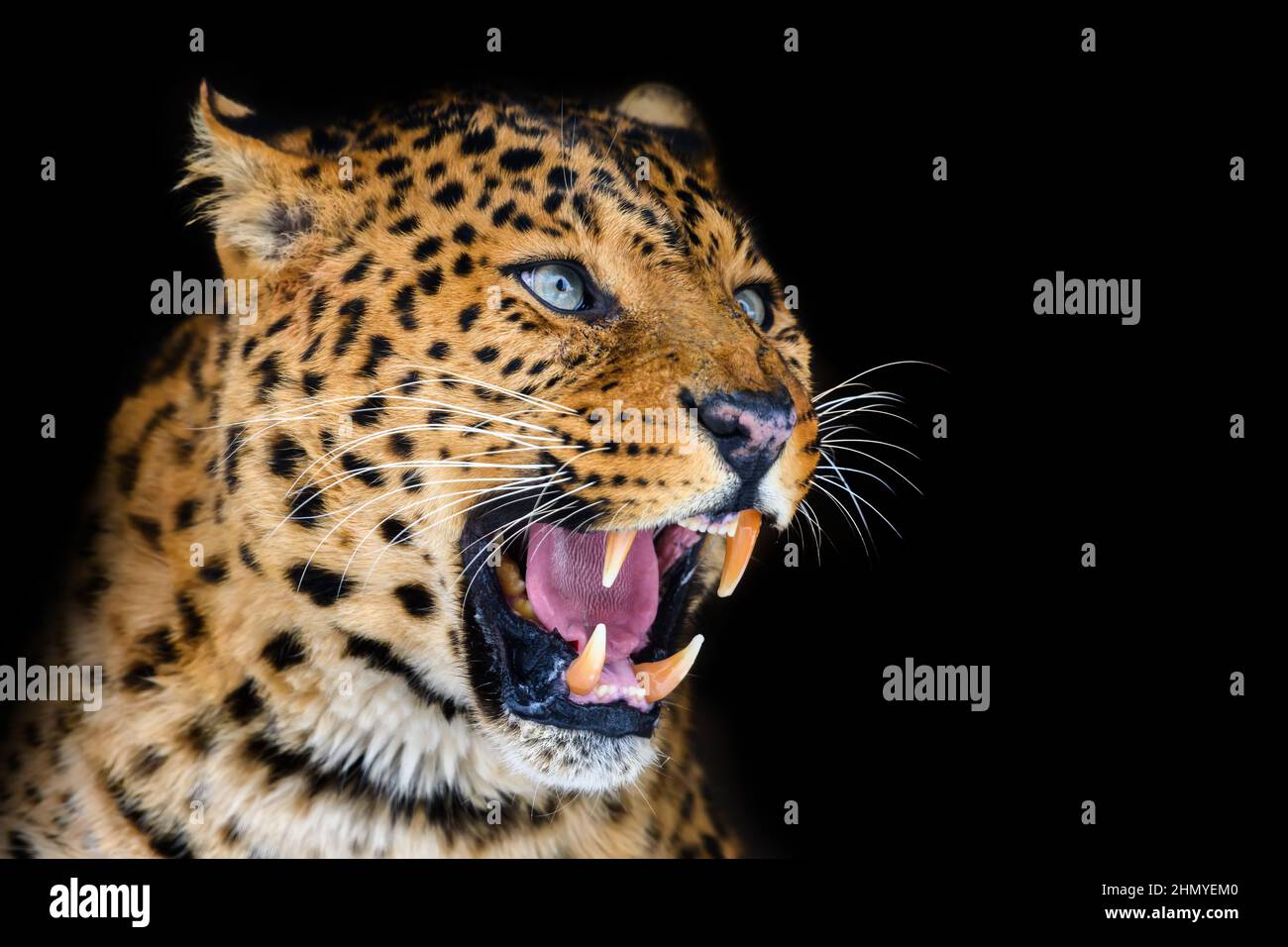 Close up beautiful angry leopard isolated on black background Stock ...