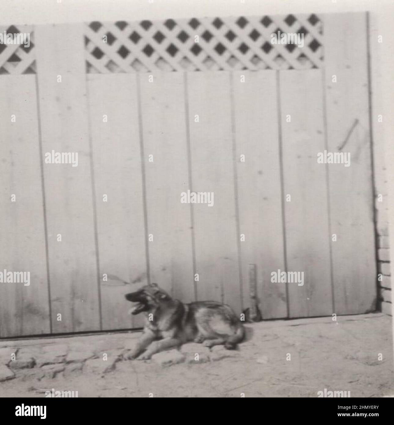 Vintage german sheperd dog hi-res stock photography and images - Alamy