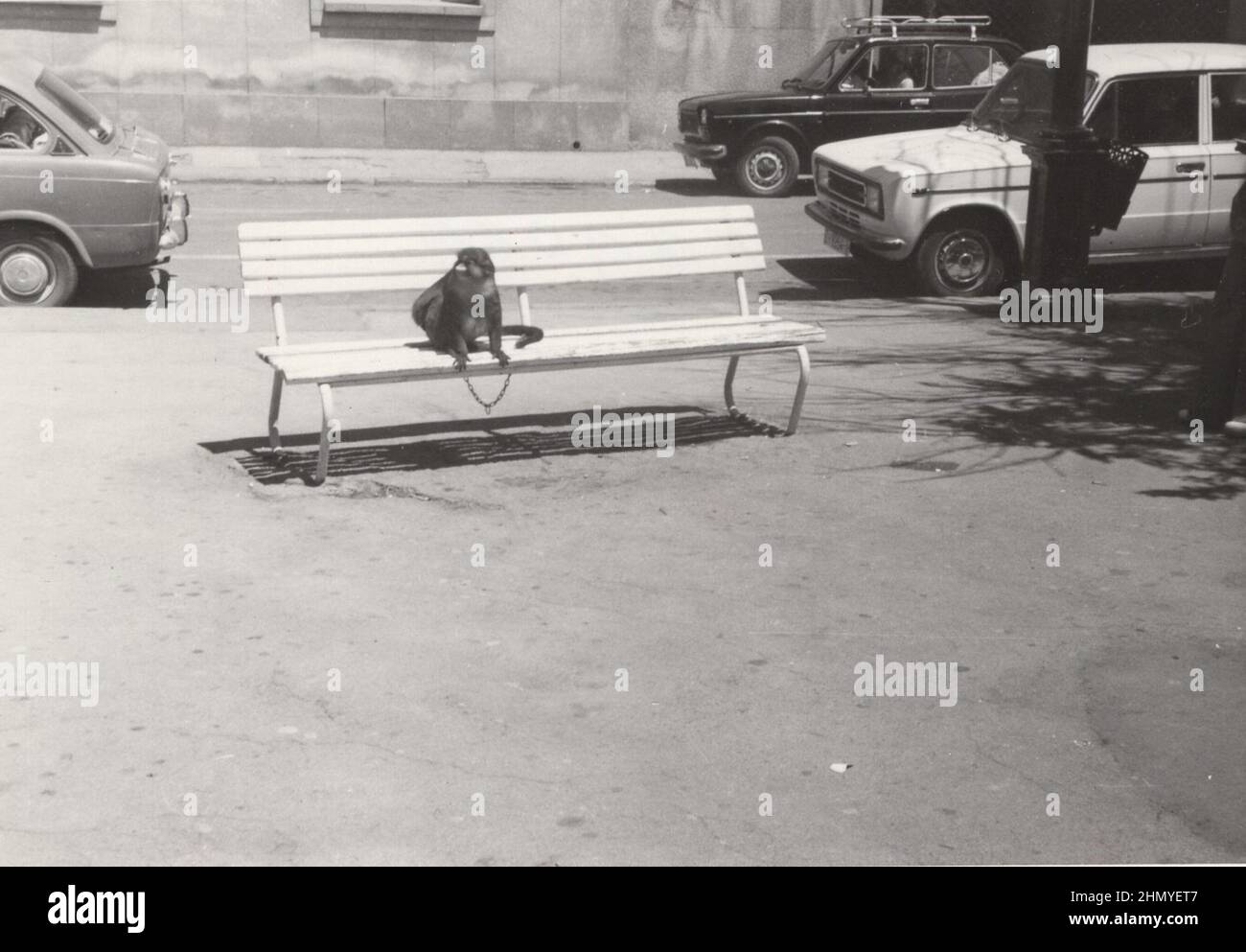 Monkey seat on bench hi-res stock photography and images - Alamy