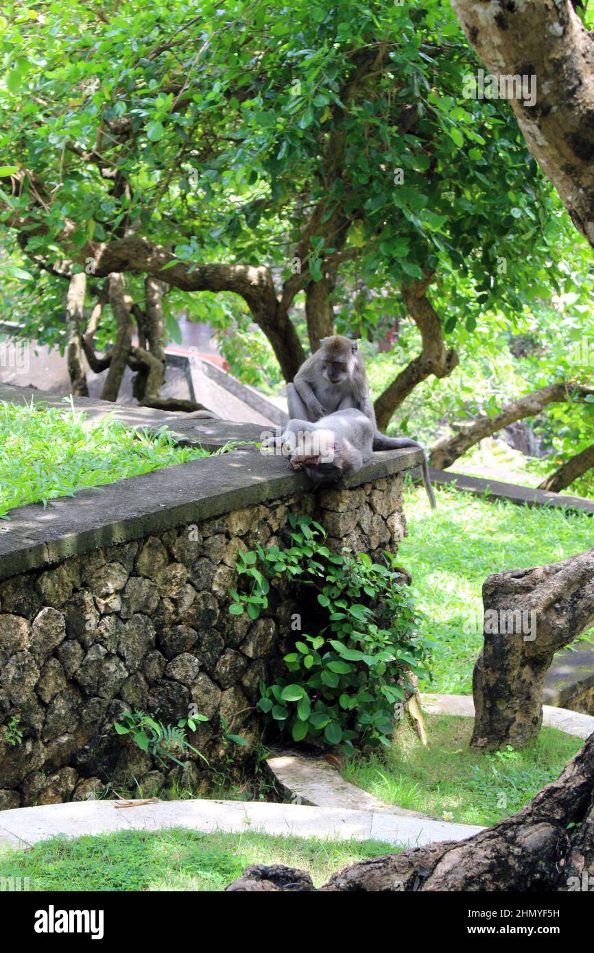 Monkeys helping each other to clean in Uluwatu complex, January 2022 ...