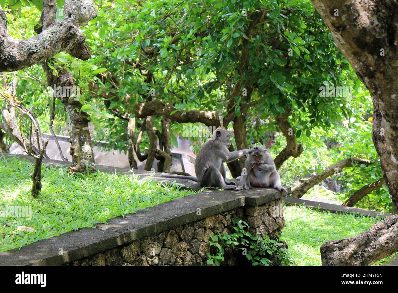 Monkeys helping each other to clean in Uluwatu complex, January 2022 ...