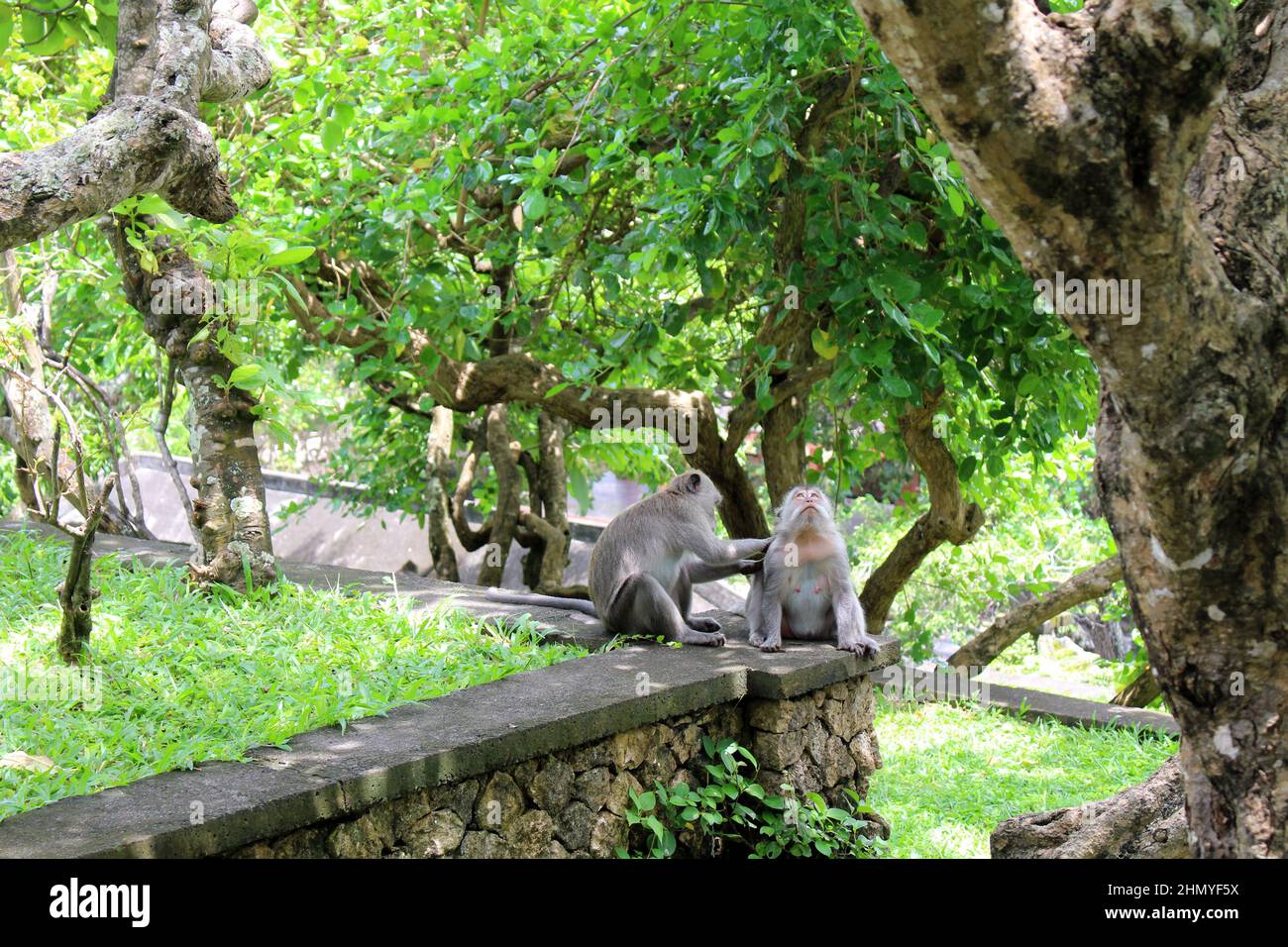 Monkeys cleaning each other in Uluwatu complex, January 2022 Stock ...