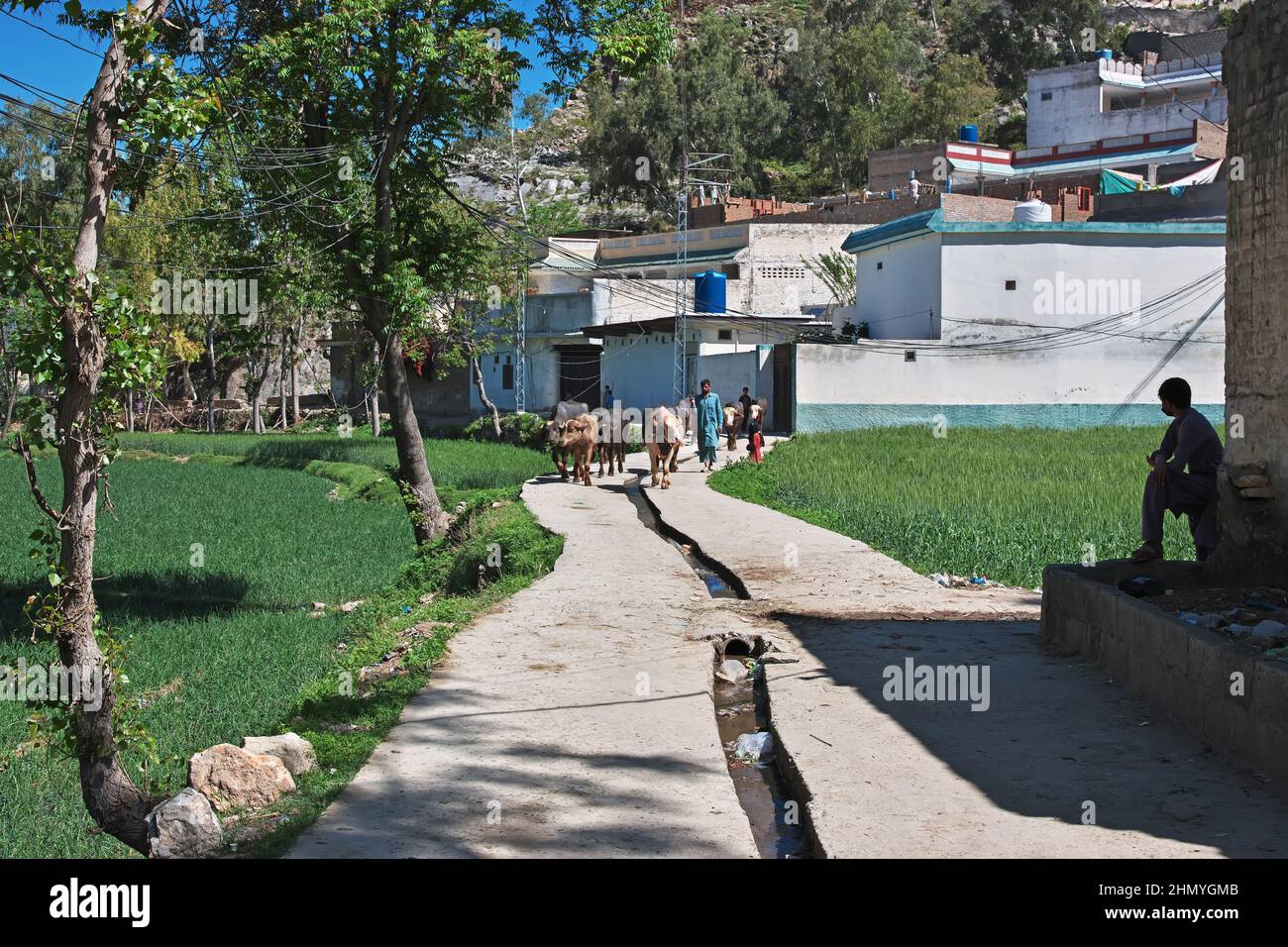 Some cows in the village in Swat valley of Himalayas, Pakistan Stock ...