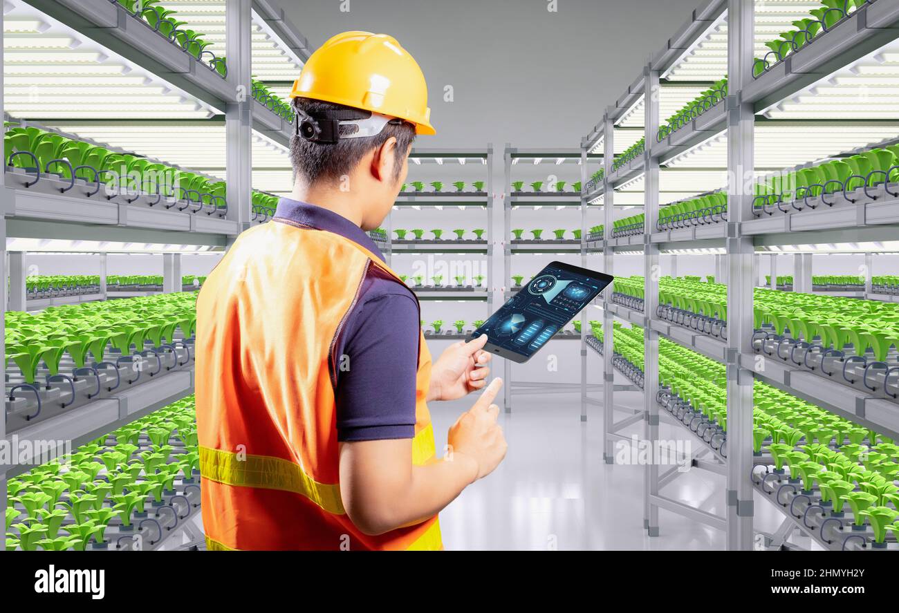 Agriculture technology with worker in smart indoor farm system raised ...