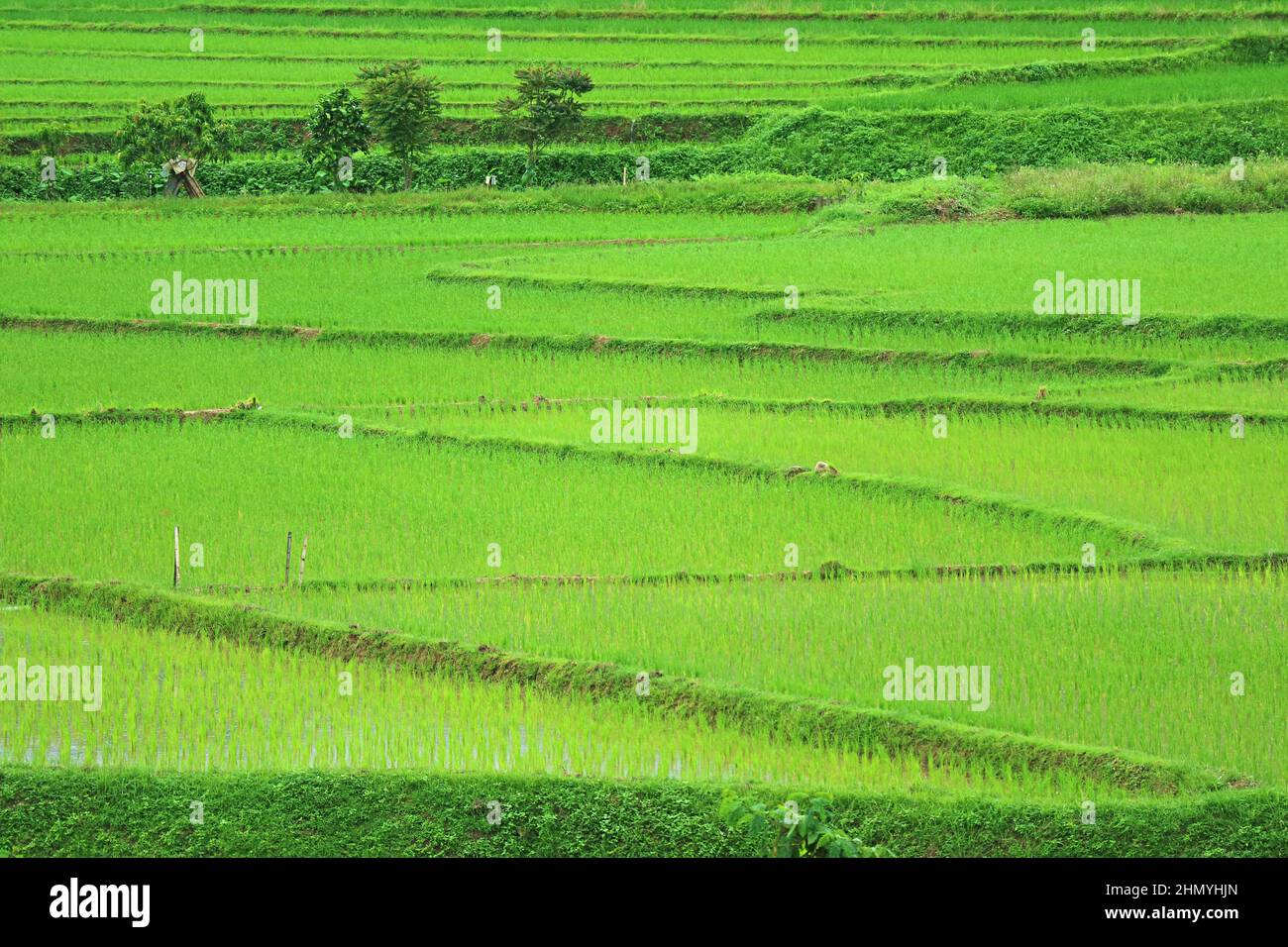 Vivid green paddy field with growing rice plants Stock Photo - Alamy