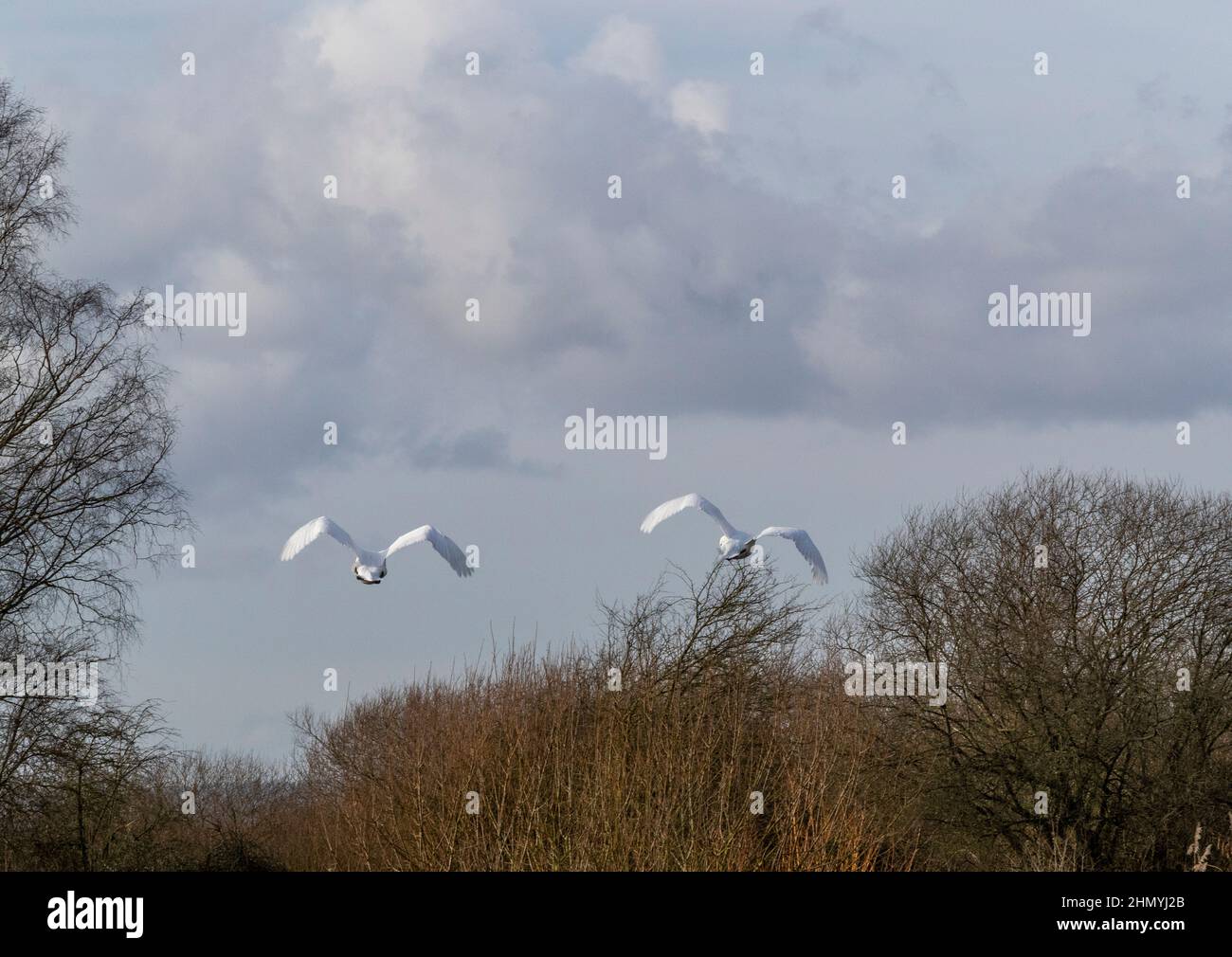 Mute swans in flight, Slimbridge Stock Photo - Alamy