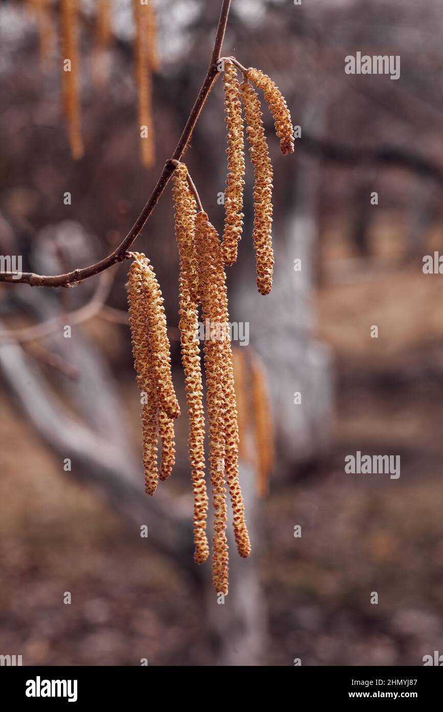 Closeup of thin twig with long yellow colored catkins of hazelnut tree ...
