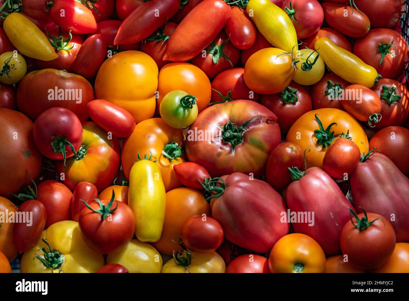 red and yellow tomatoes backgrounds, heirloom, variety, farmer ...
