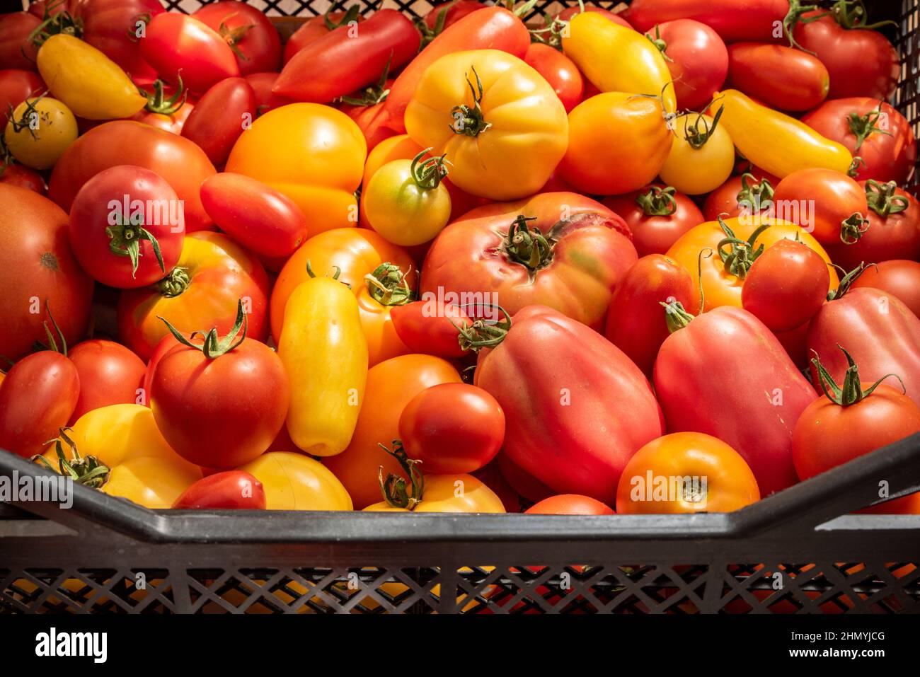 red and yellow tomatoes backgrounds, heirloom, variety, farmer ...