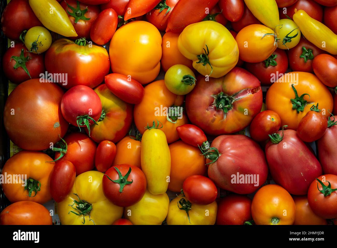 red and yellow tomatoes backgrounds, heirloom, variety, farmer ...
